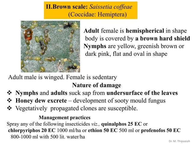 Insect pests of coffee | PDF | Gardening | Home & Garden