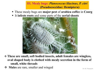 Insect pests of coffee | PDF