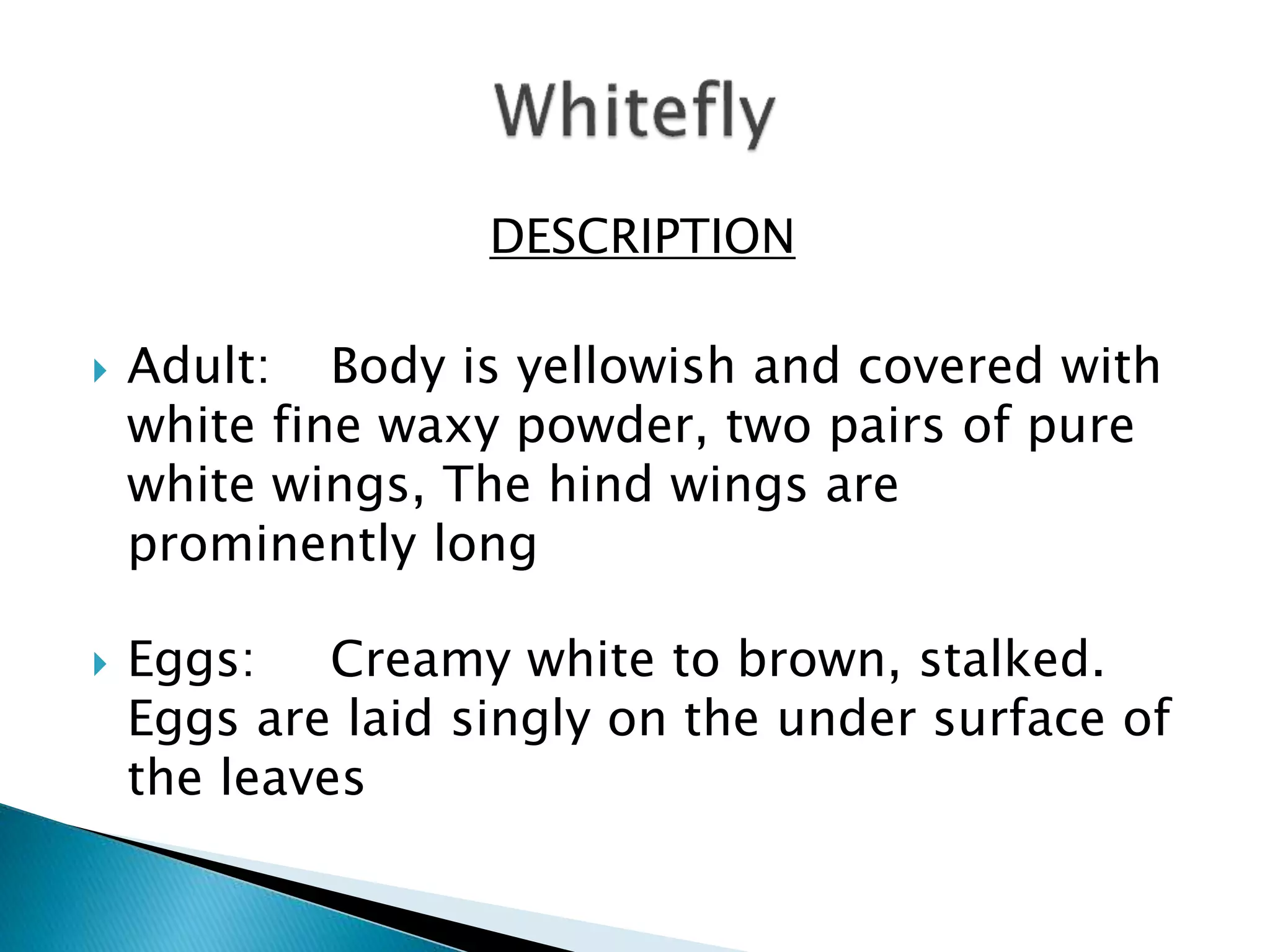 Insect pests of cotton Pakistan Jassid Aphid Whitefly Thrips Red Cotton ...