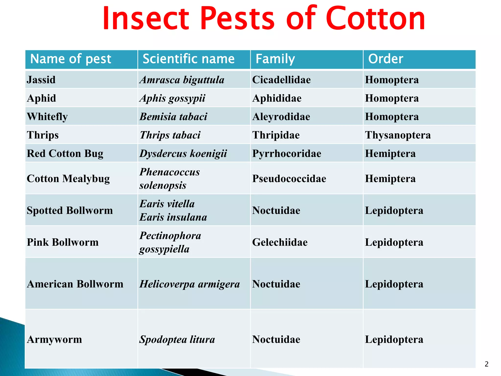 Insect pests of cotton Pakistan Jassid Aphid Whitefly Thrips Red Cotton ...