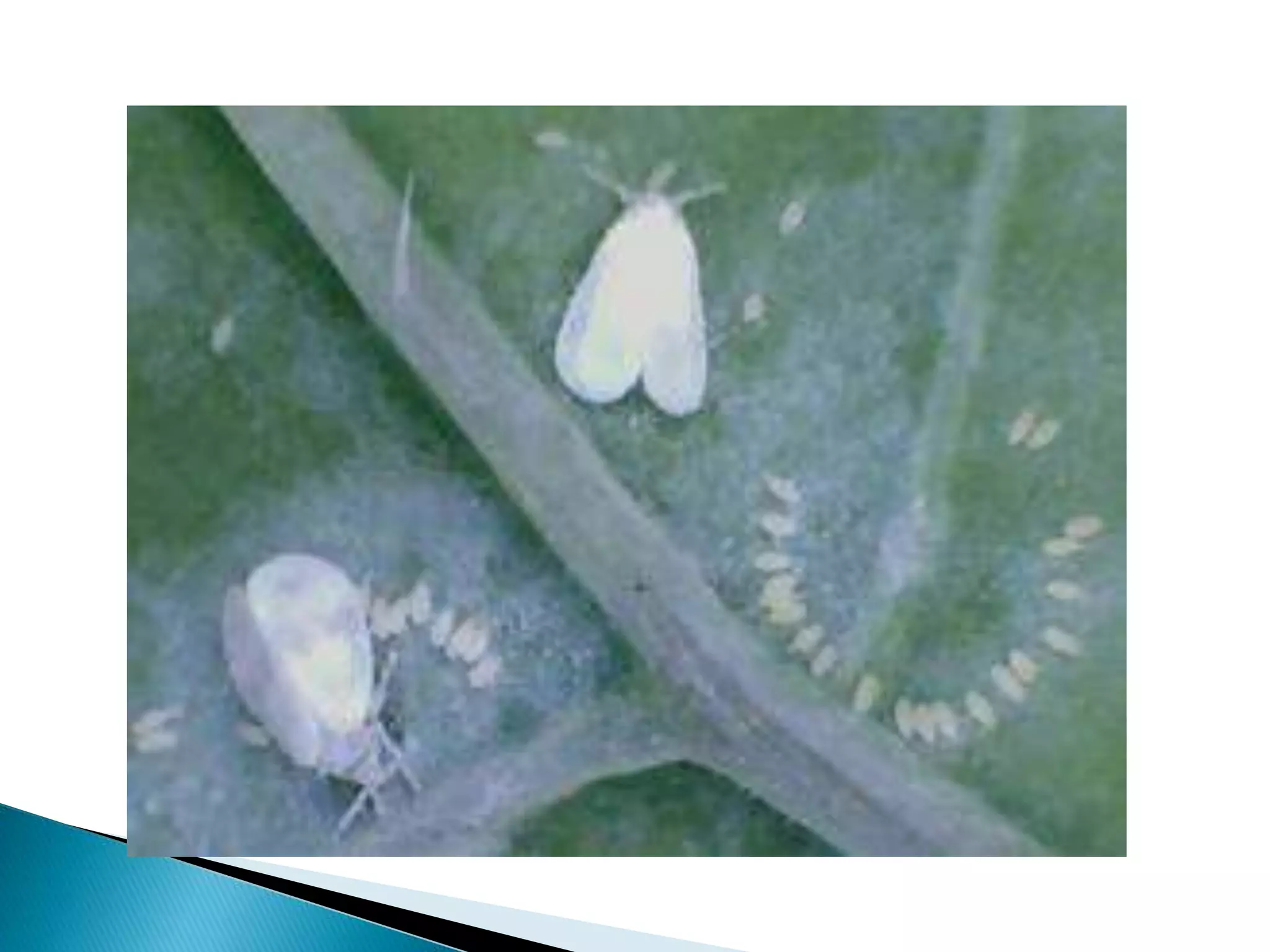 Insect pests of cotton Pakistan Jassid Aphid Whitefly Thrips Red Cotton ...