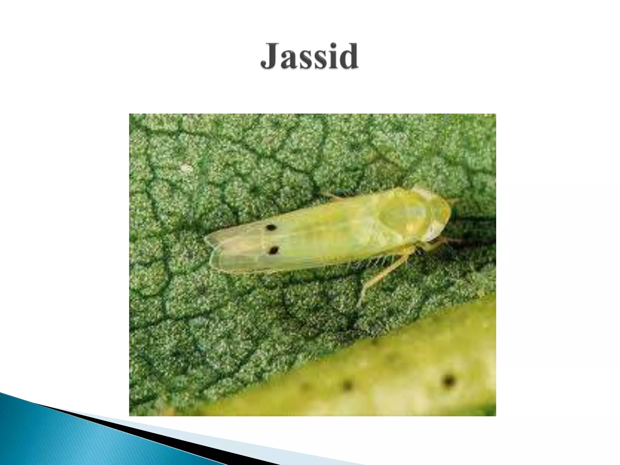 Insect pests of cotton Pakistan Jassid Aphid Whitefly Thrips Red Cotton ...
