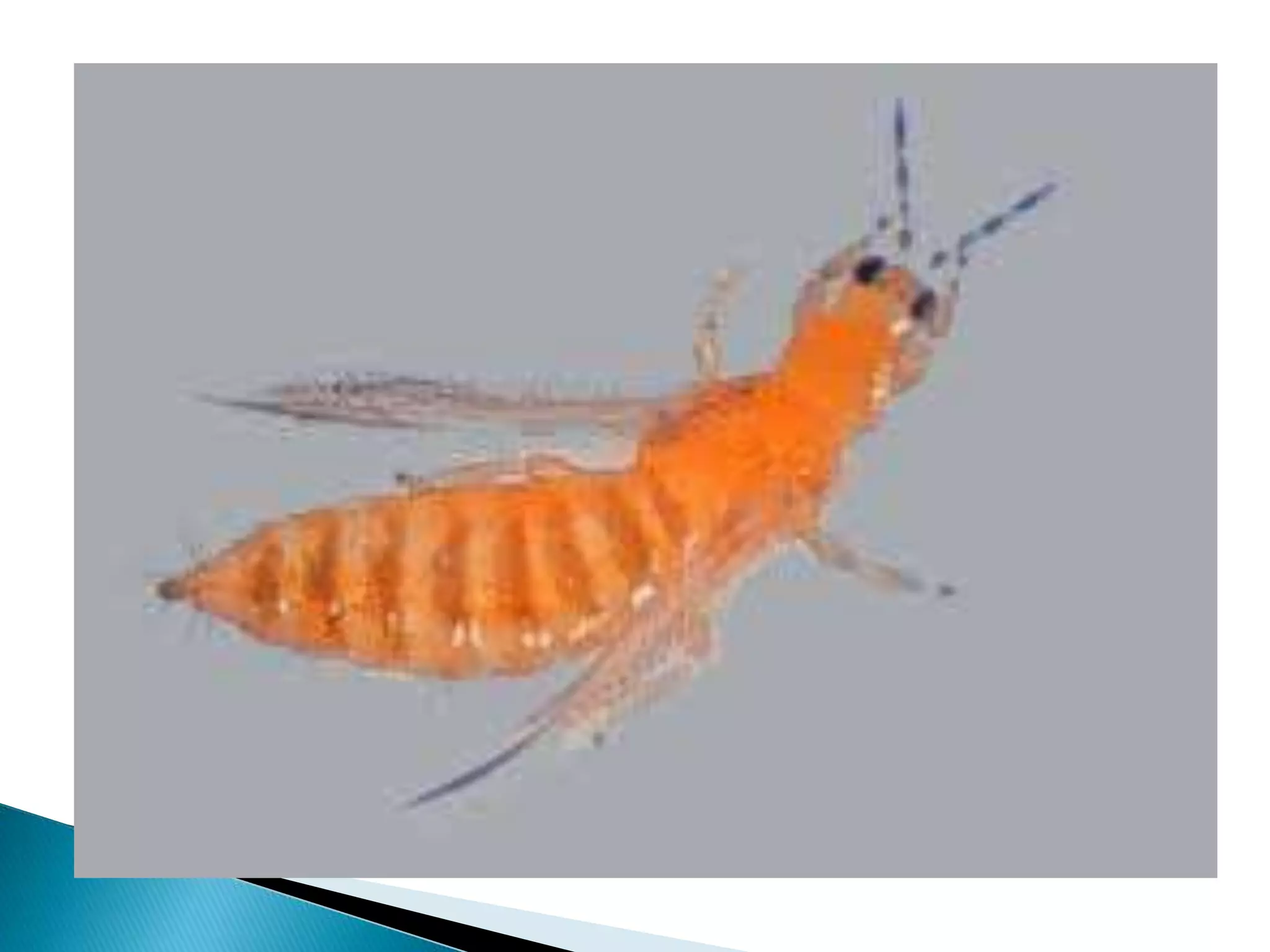 Insect pests of cotton Pakistan Jassid Aphid Whitefly Thrips Red Cotton ...