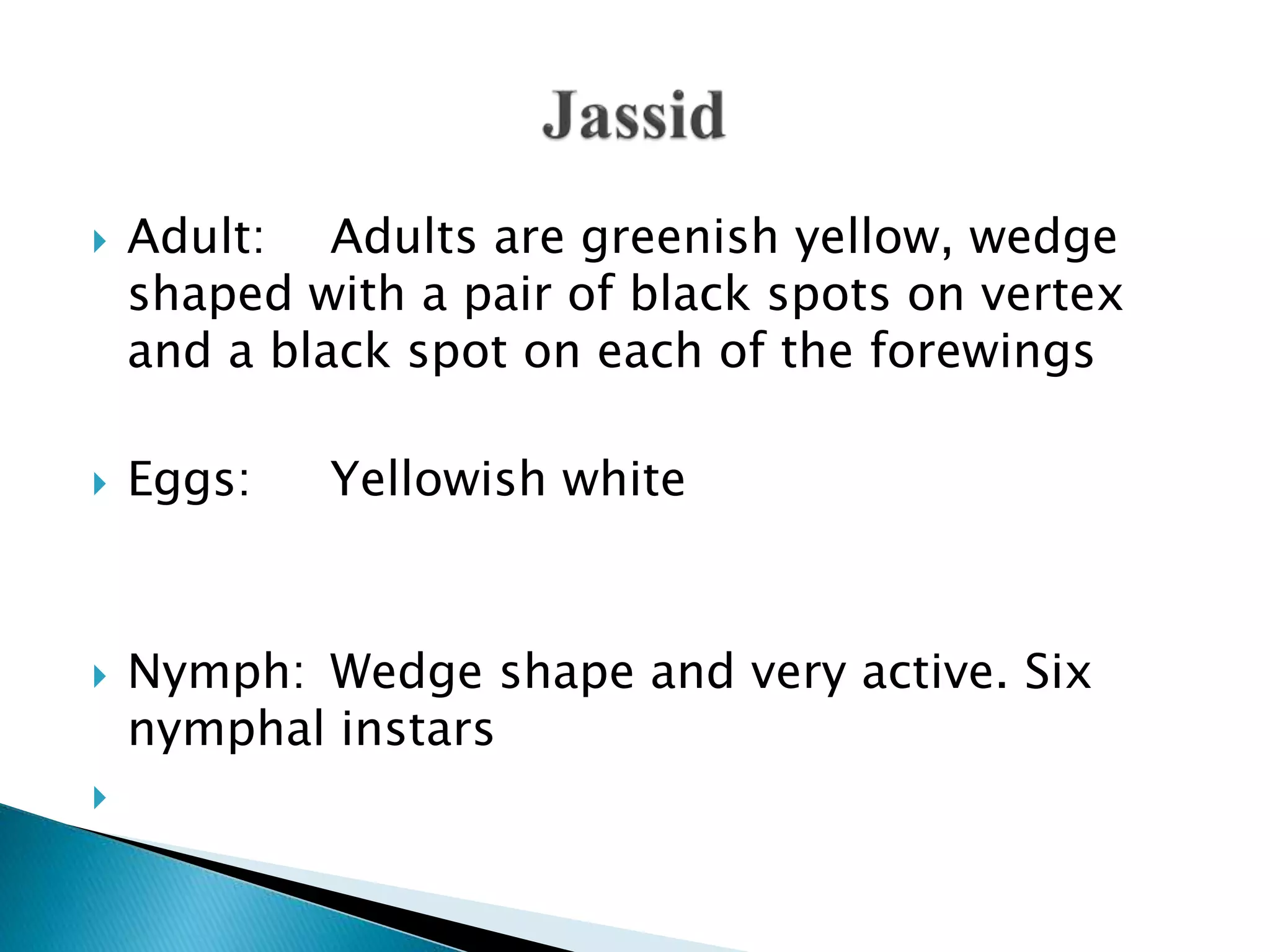 Insect pests of cotton Pakistan Jassid Aphid Whitefly Thrips Red Cotton ...