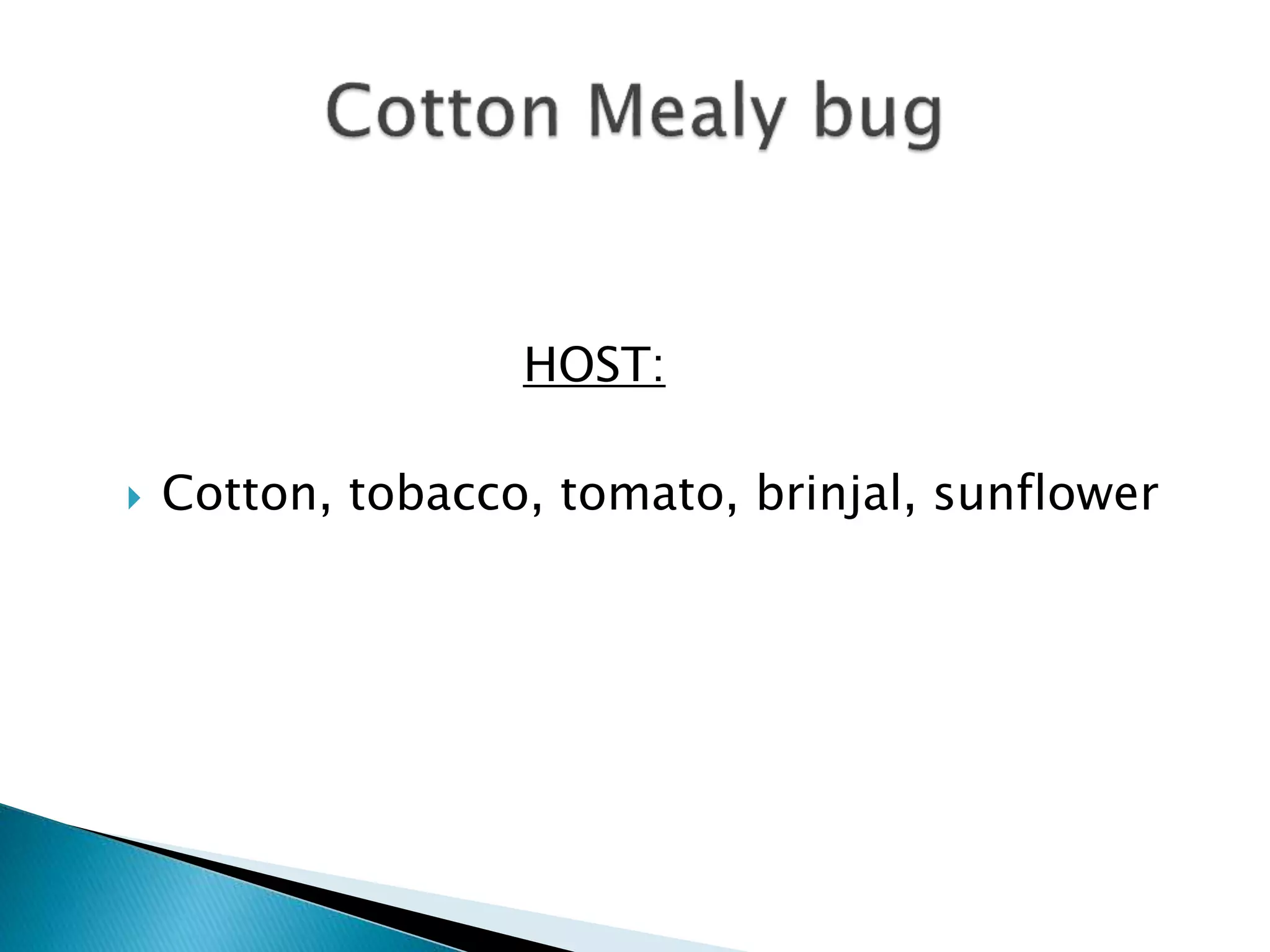 Insect pests of cotton Pakistan Jassid Aphid Whitefly Thrips Red Cotton ...