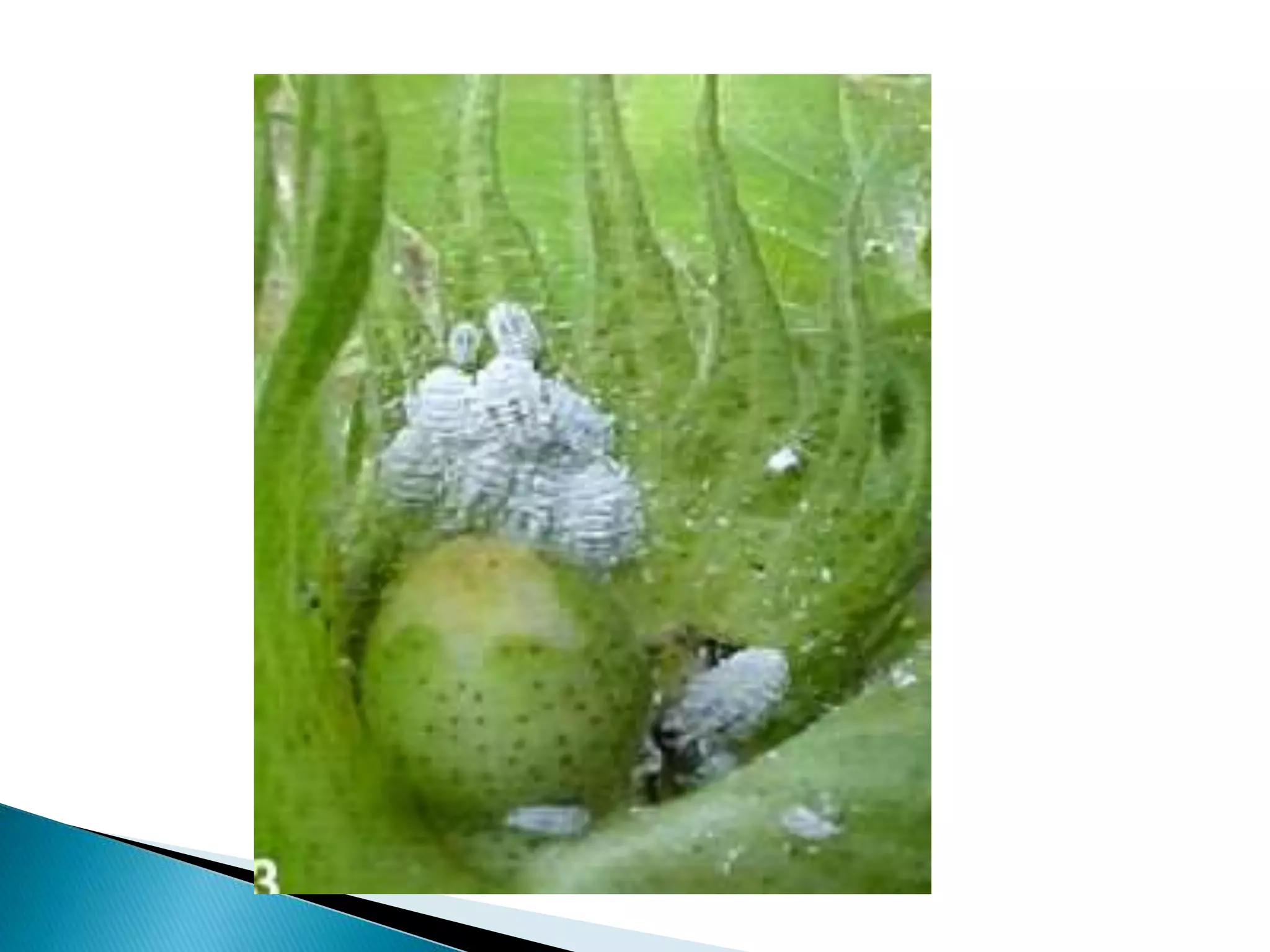 Insect pests of cotton Pakistan Jassid Aphid Whitefly Thrips Red Cotton ...
