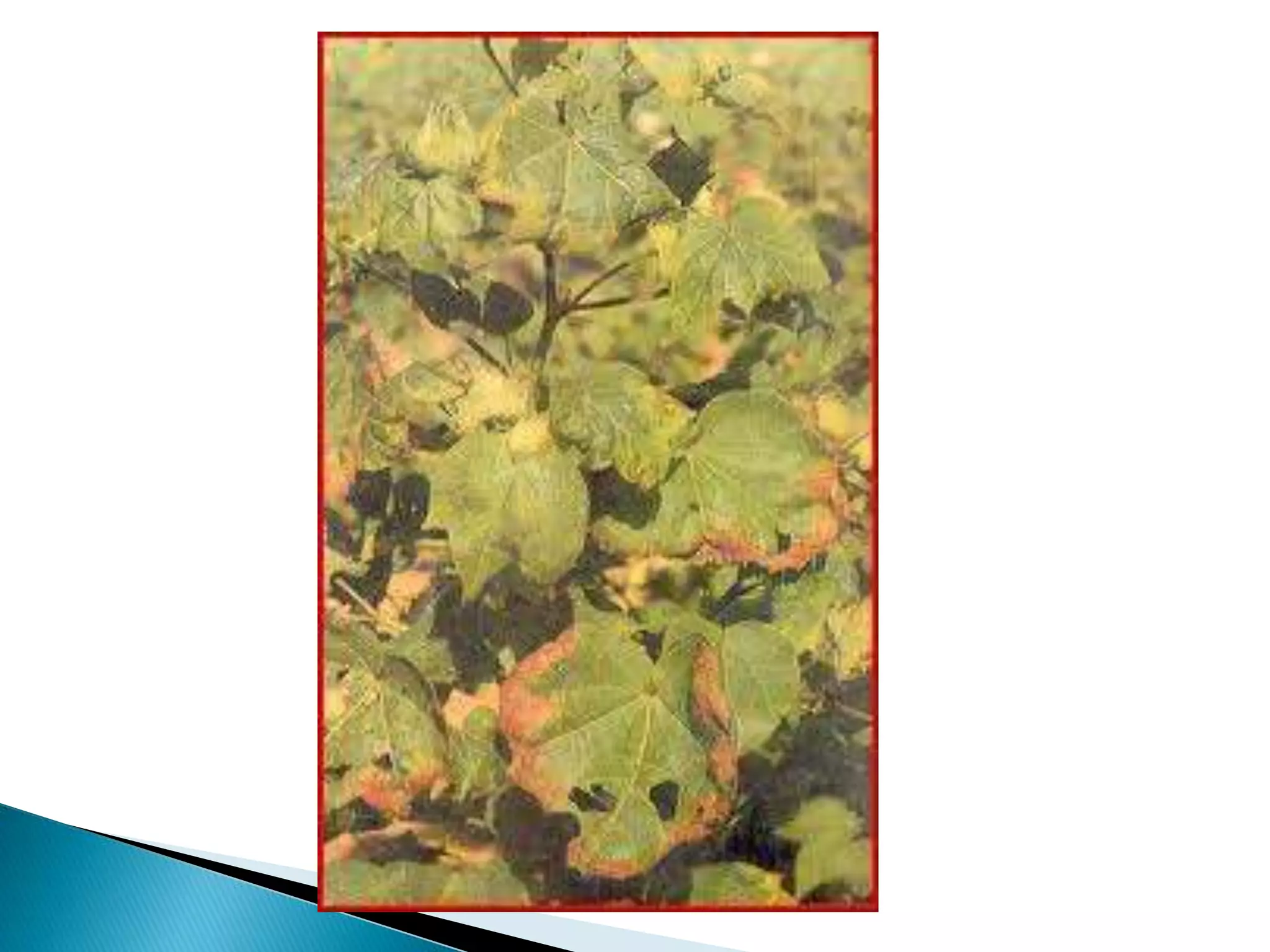 Insect pests of cotton Pakistan Jassid Aphid Whitefly Thrips Red Cotton ...