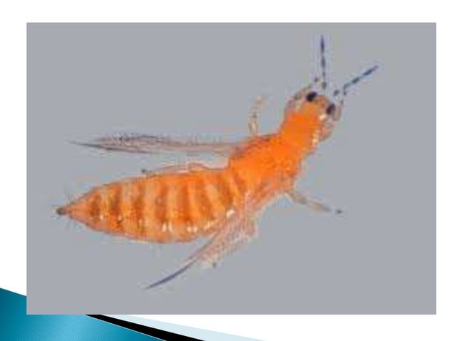 Insect pests of cotton Pakistan Jassid Aphid Whitefly Thrips Red Cotton ...