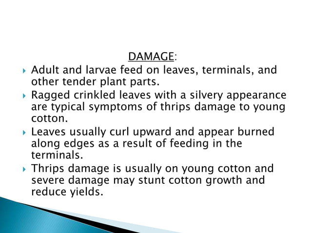 Insect pests of cotton Pakistan Jassid Aphid Whitefly Thrips Red Cotton ...