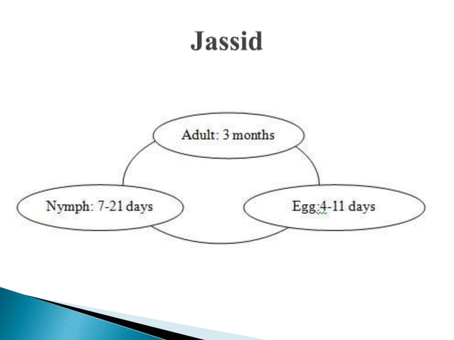 Insect pests of cotton Pakistan Jassid Aphid Whitefly Thrips Red Cotton ...
