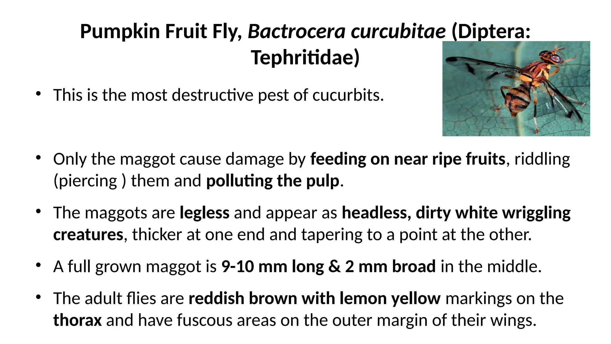 insect of cucurbit vegetables crops.pptx