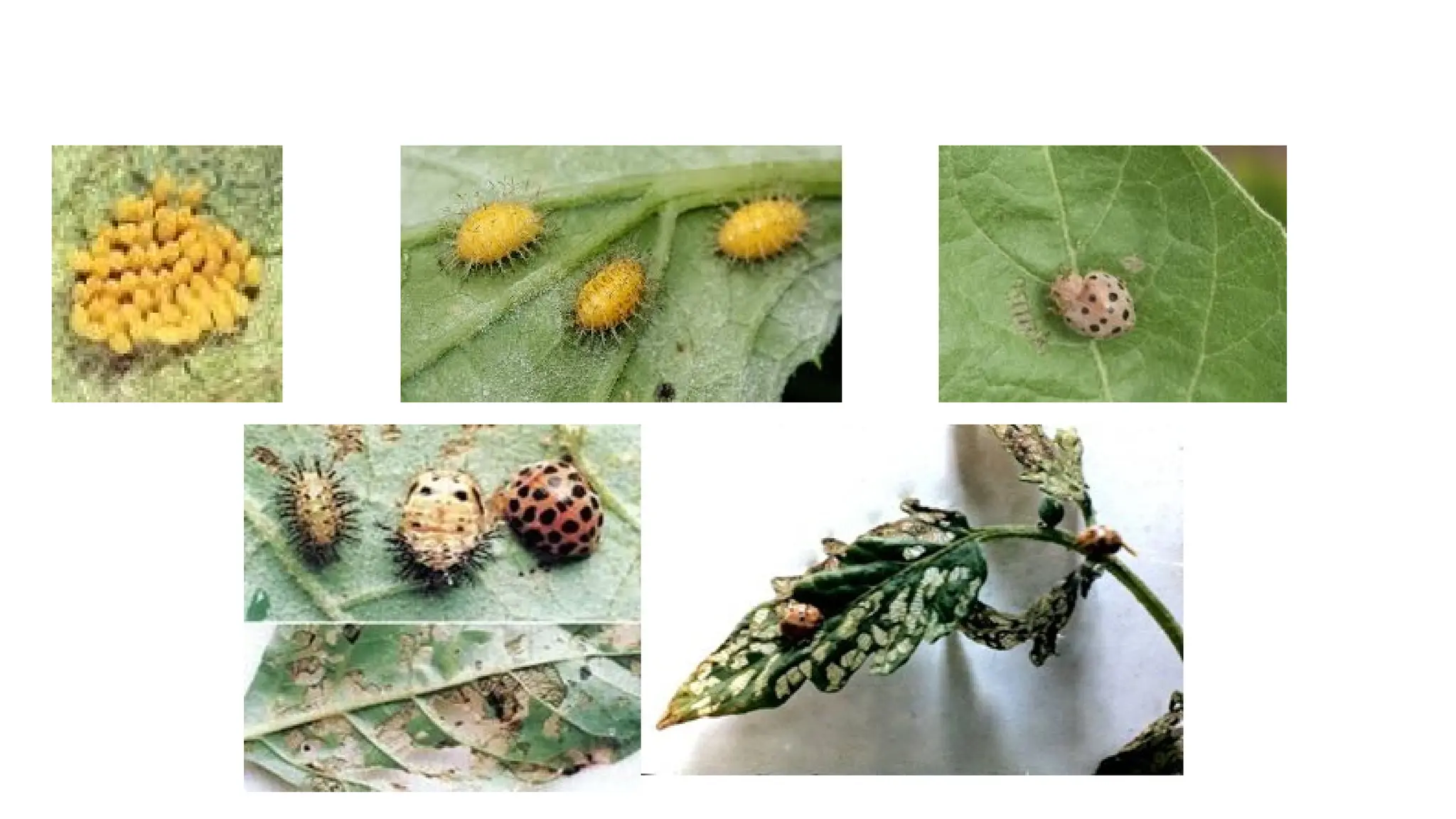 insect of cucurbit vegetables crops.pptx