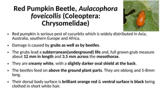 insect of cucurbit vegetables crops.pptx