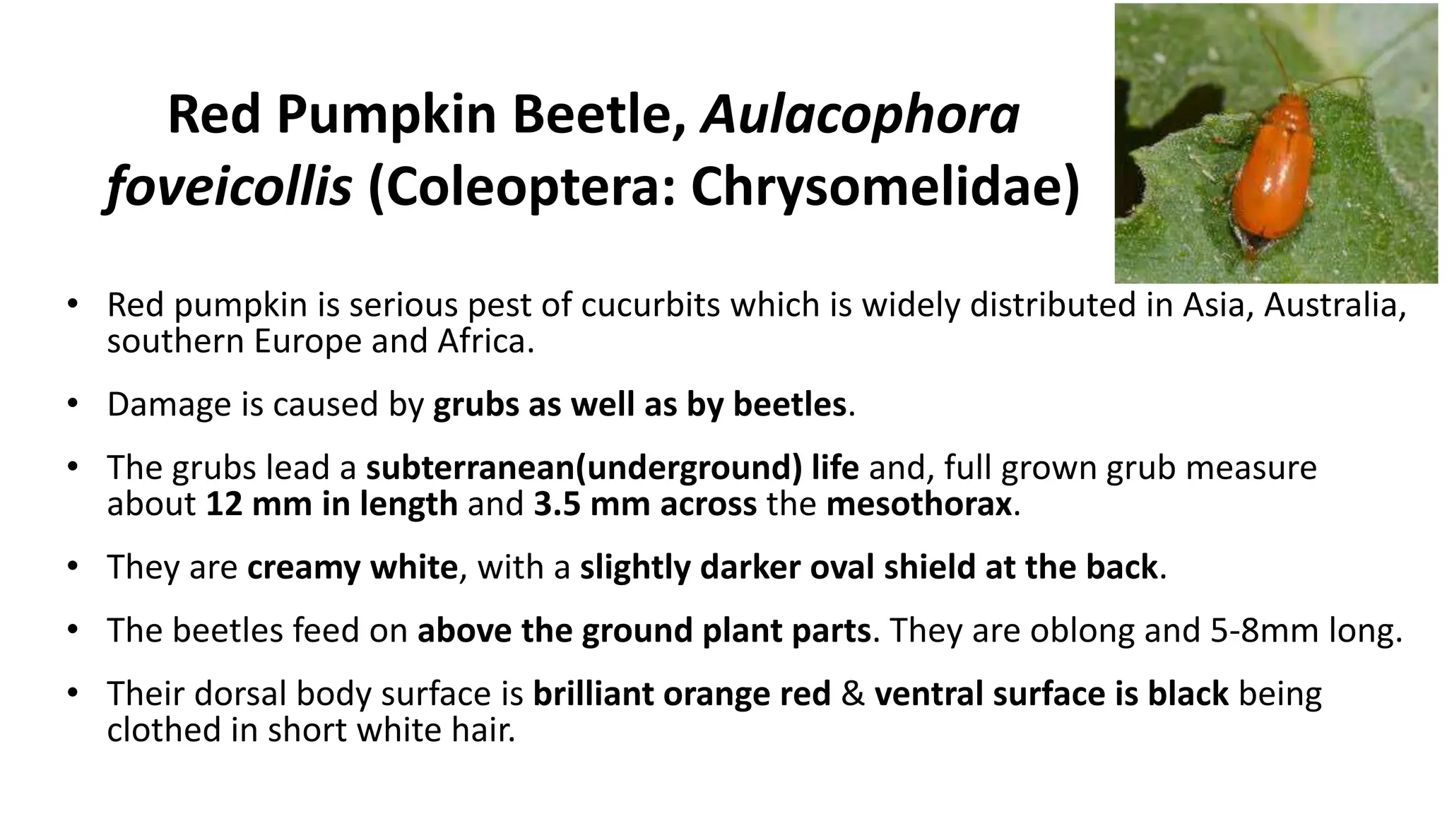 Insect pests of cucurbits | PPTX