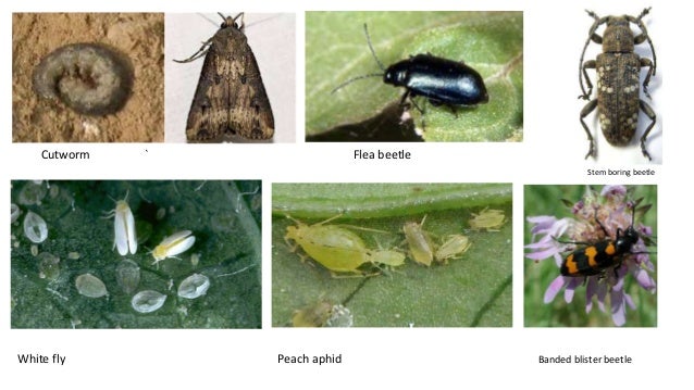 Insect pests of cucurbits