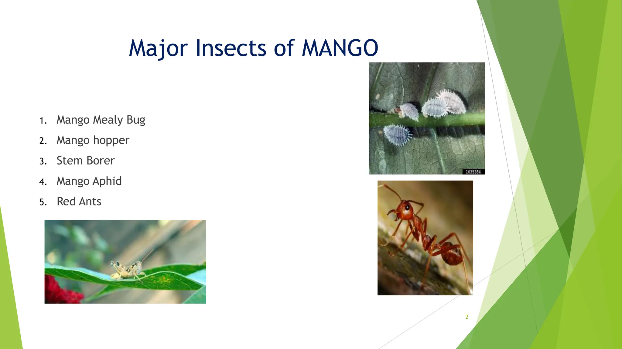 Insect Pests of Fruit,Plantation,Medicinal.pptx