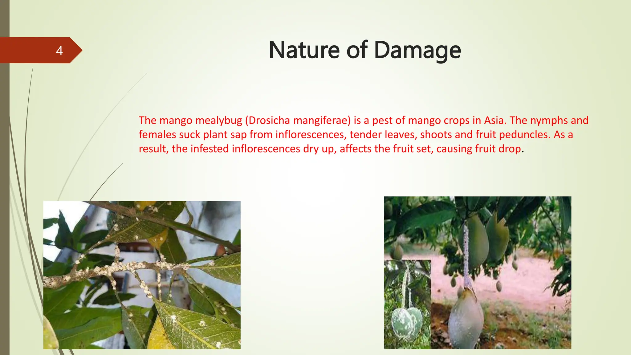 Insect Pests of Fruit,Plantation,Medicinal.pptx