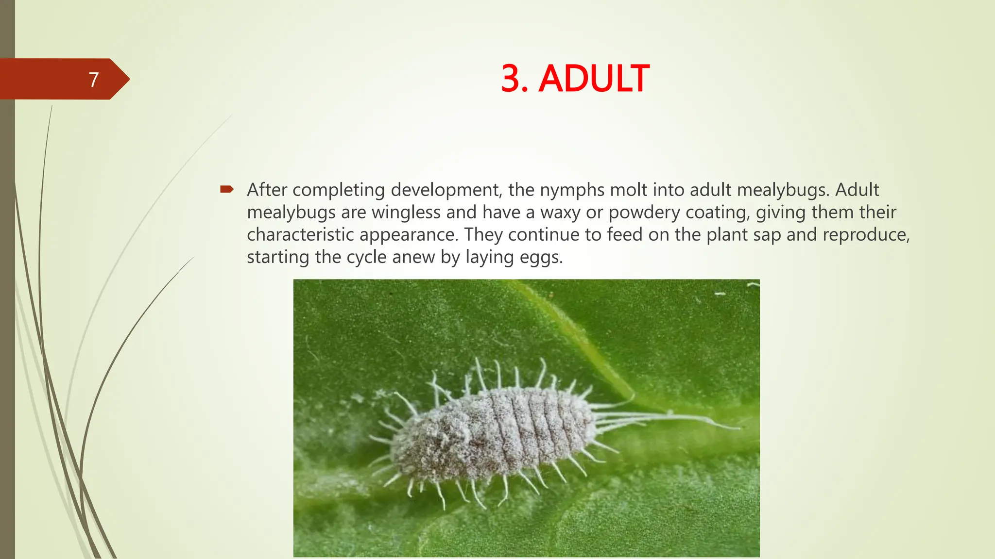 Insect Pests of Fruit,Plantation,Medicinal.pptx
