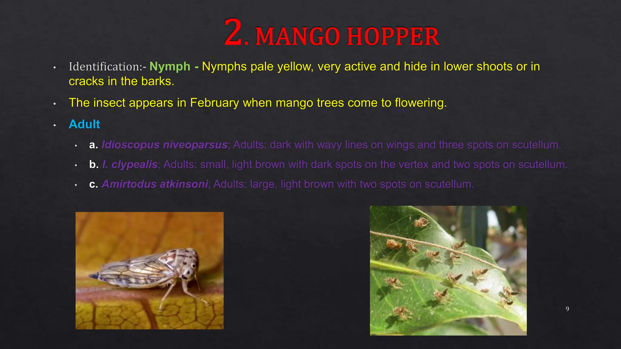 Insect Pests of Fruit,Plantation,Medicinal.pptx