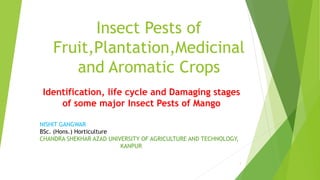 Insect Pests of Fruit,Plantation,Medicinal.pptx
