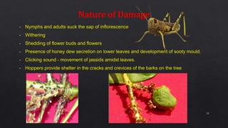 Insect Pests of Fruit,Plantation,Medicinal.pptx