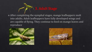 Insect Pests of Fruit,Plantation,Medicinal.pptx