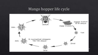 Insect Pests of Fruit,Plantation,Medicinal.pptx
