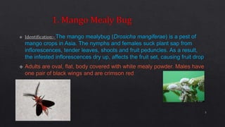 Insect Pests of Fruit,Plantation,Medicinal.pptx