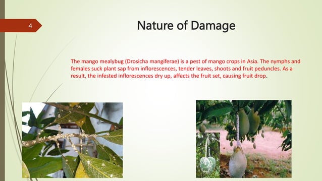Insect Pests of Fruit,Plantation,Medicinal.pptx