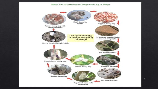 Insect Pests of Fruit,Plantation,Medicinal.pptx