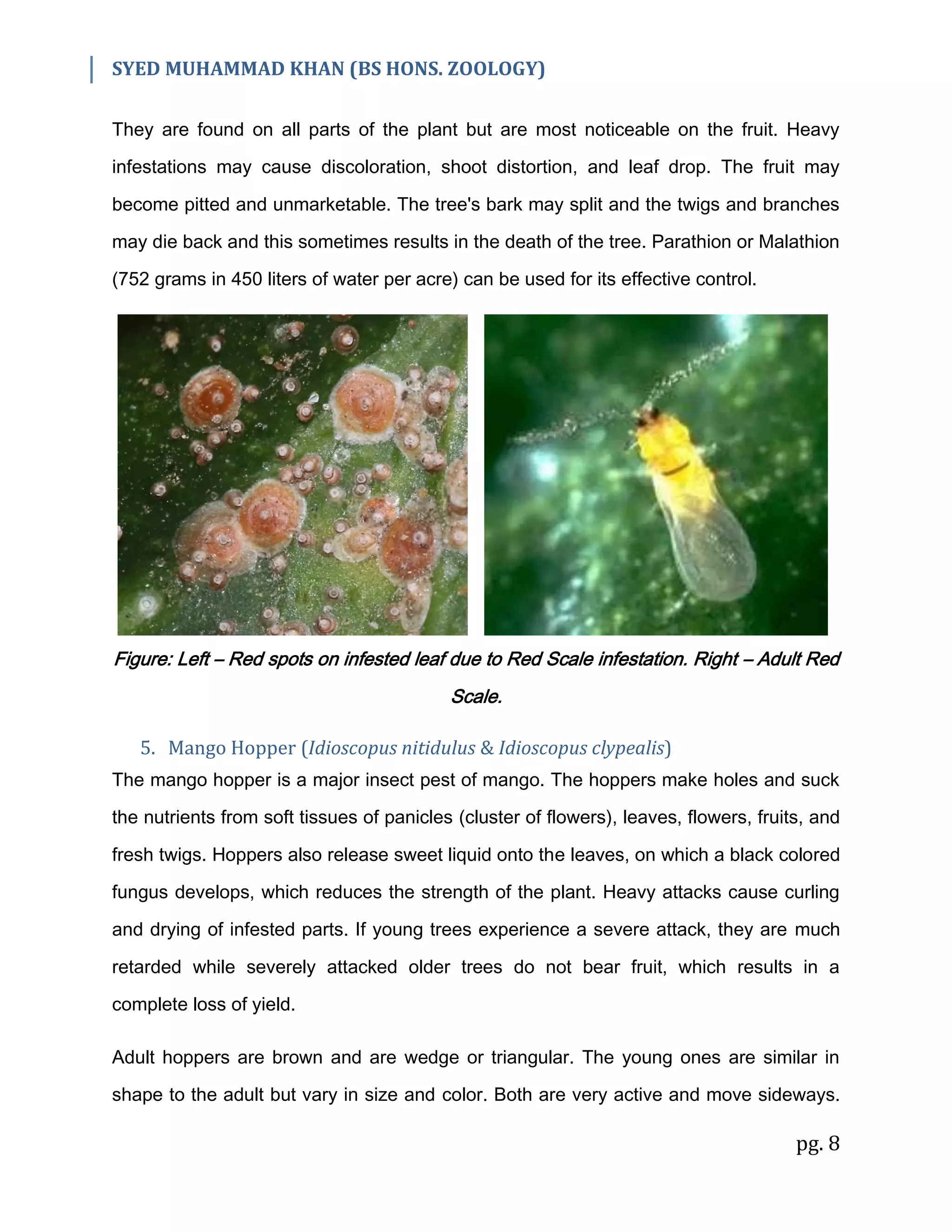 Insect Pests of Fruits | PDF