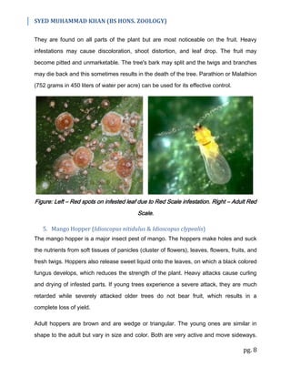 Insect Pests of Fruits | PDF