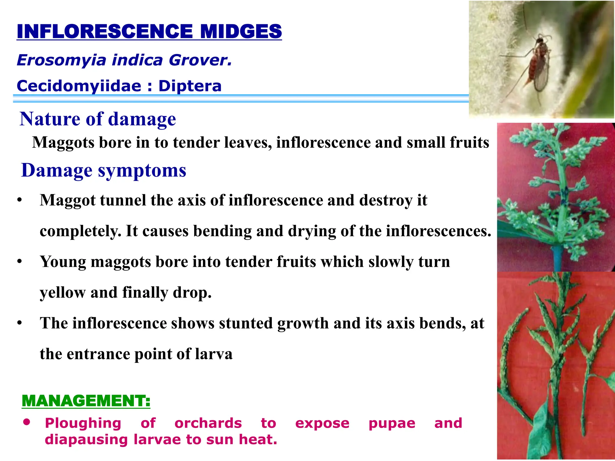 Insect Pests of Fruits which causesd serious damage to fruits | PDF