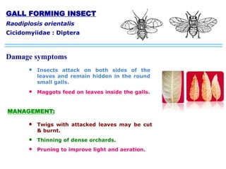Insect Pests of Fruits which causesd serious damage to fruits | PDF