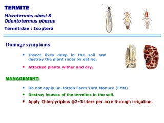 Insect Pests of Fruits which causesd serious damage to fruits | PDF