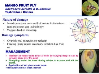 Insect Pests of Fruits which causesd serious damage to fruits | PDF