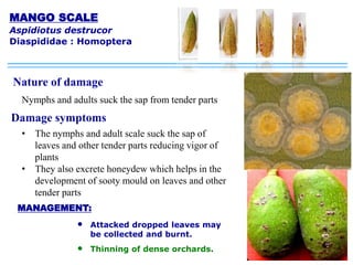 Insect Pests of Fruits which causesd serious damage to fruits | PPT