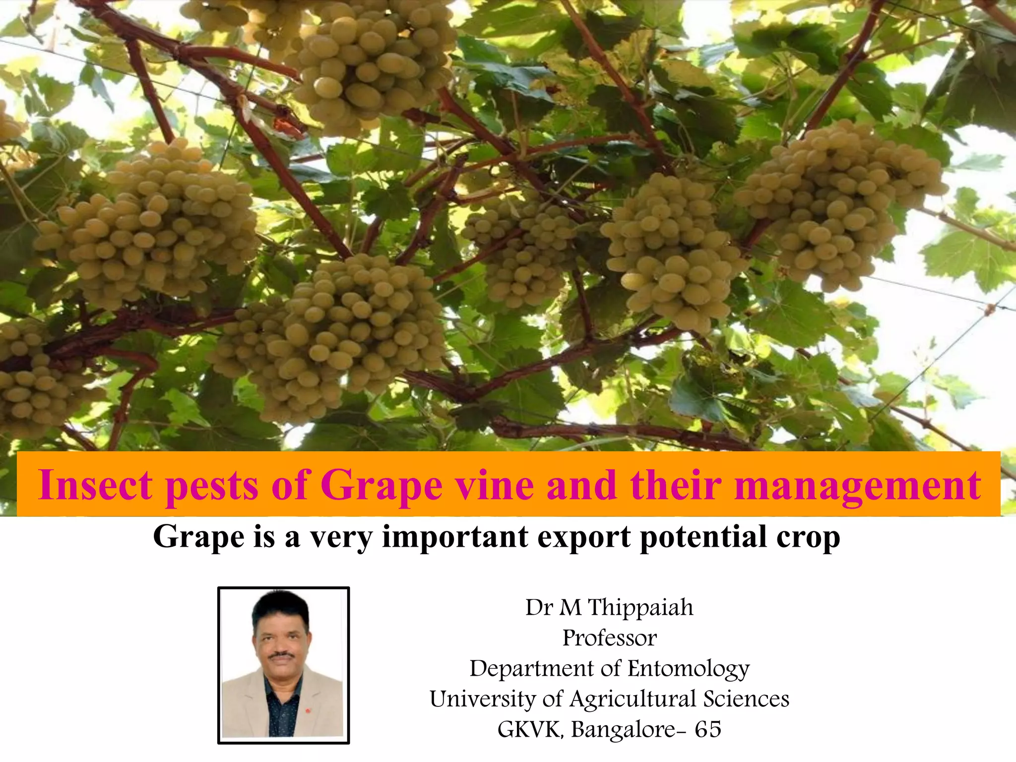 Insect pests of grapes | PDF