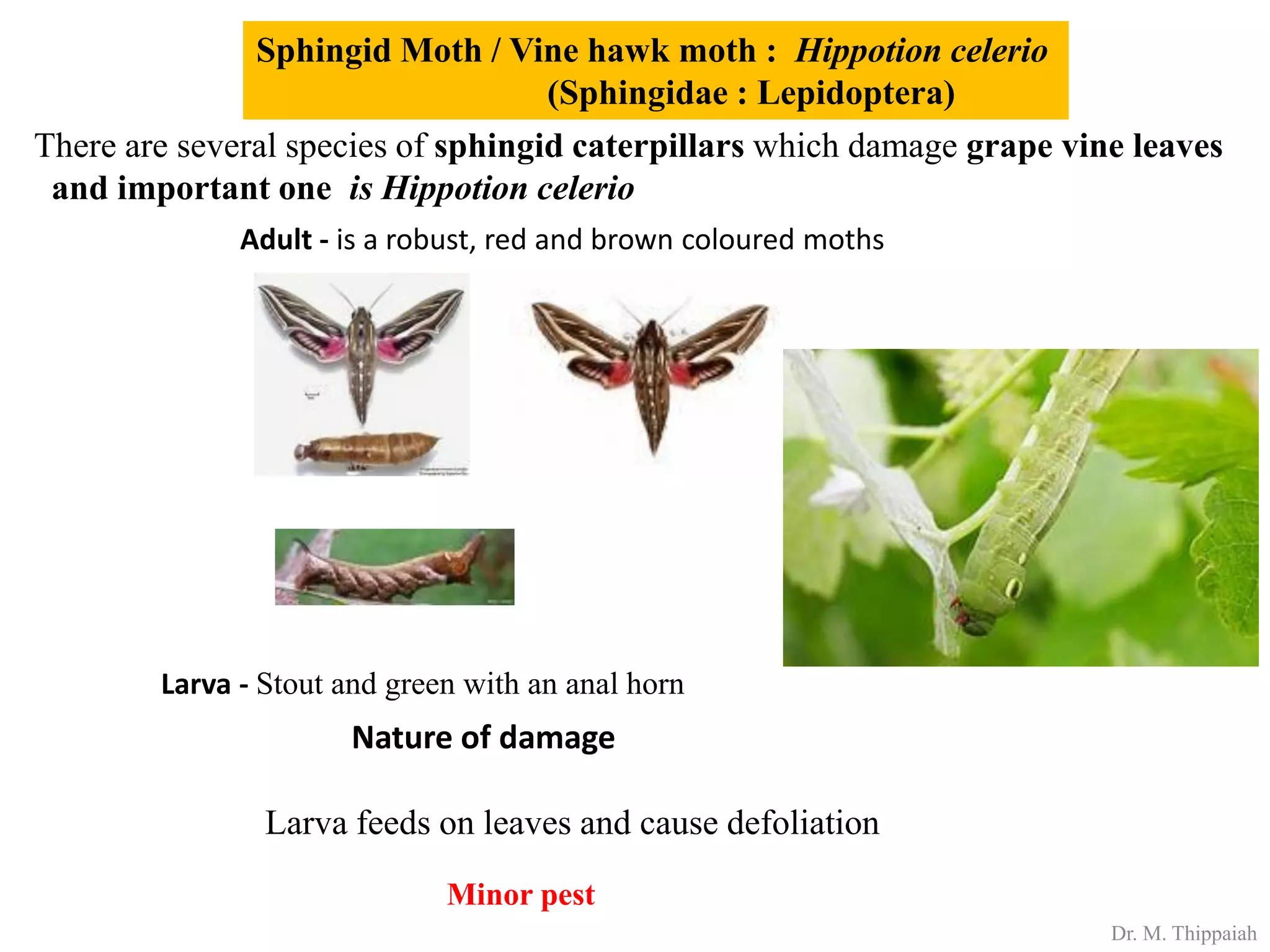 Insect pests of grapes | PDF