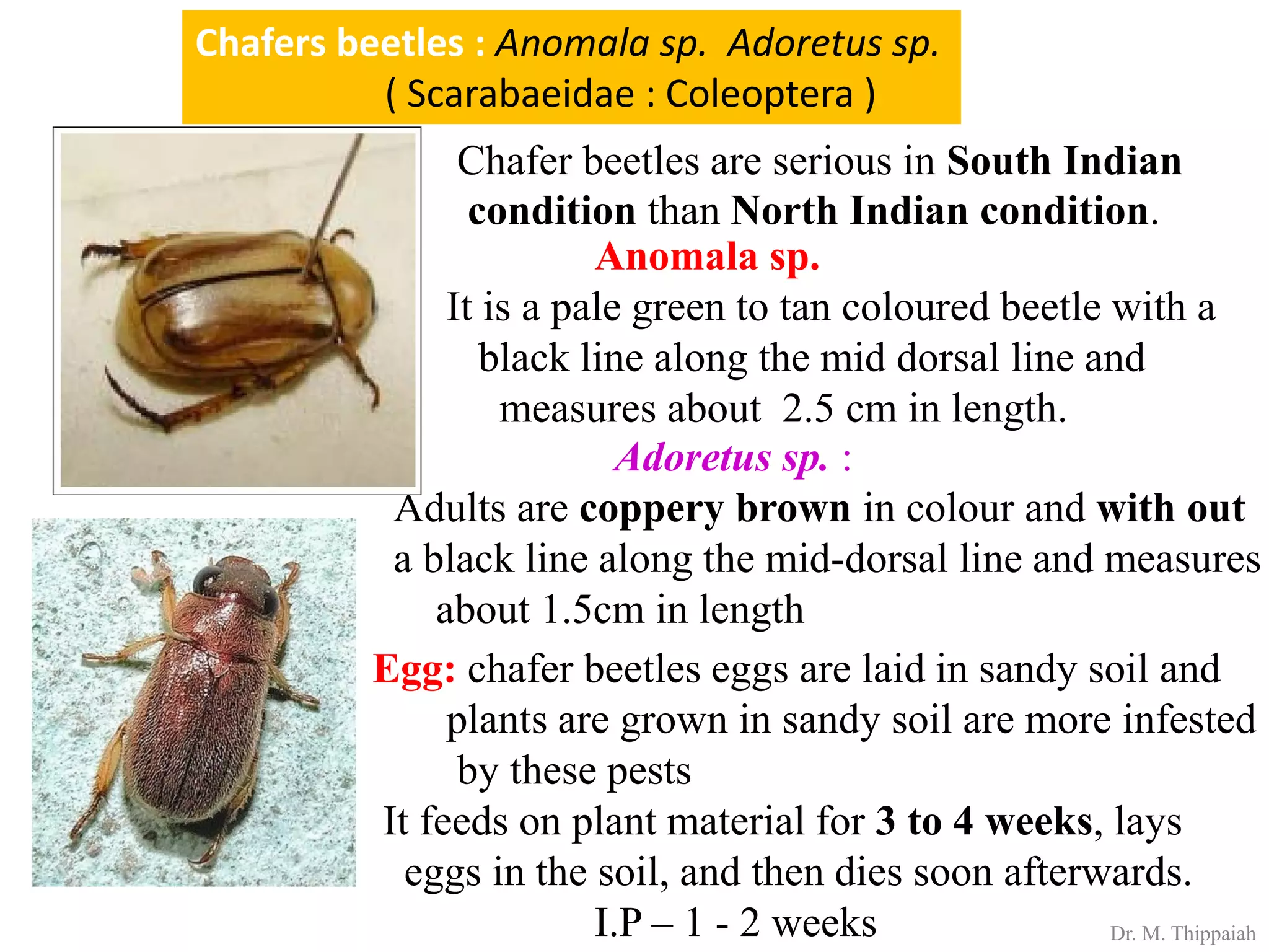 Insect pests of grapes | PDF