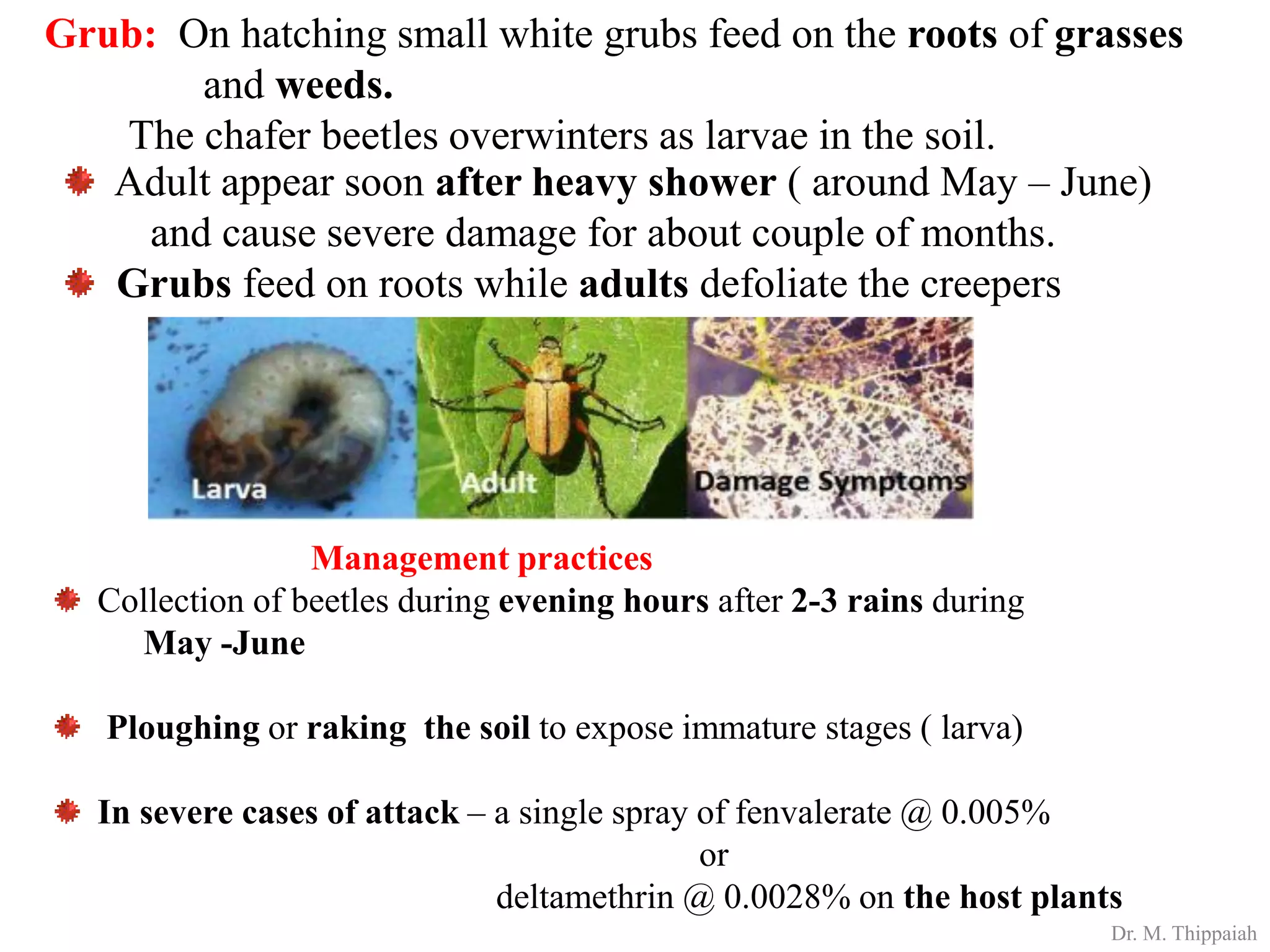 Insect pests of grapes | PDF