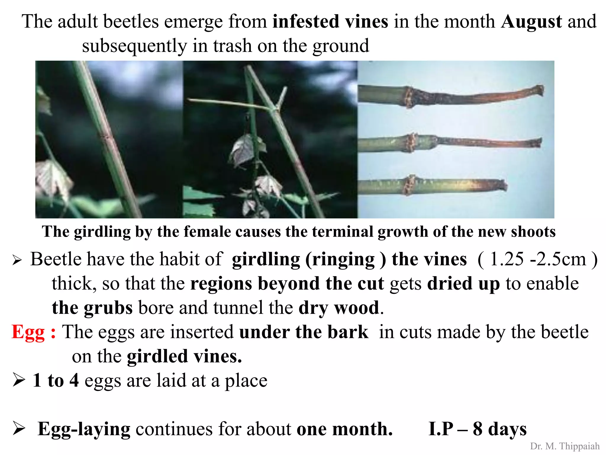 Insect pests of grapes | PDF