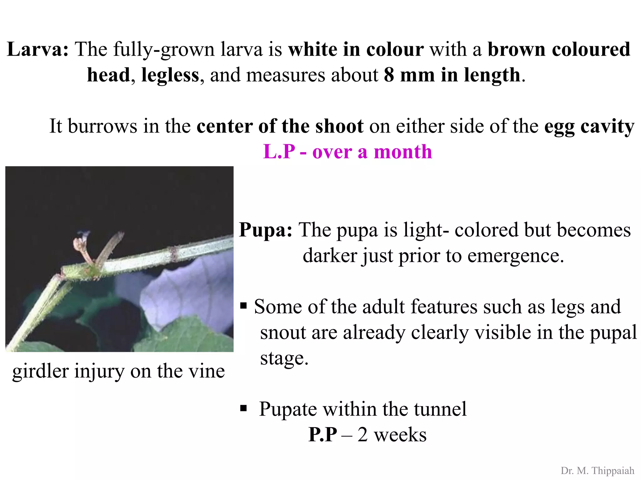 Insect pests of grapes | PDF
