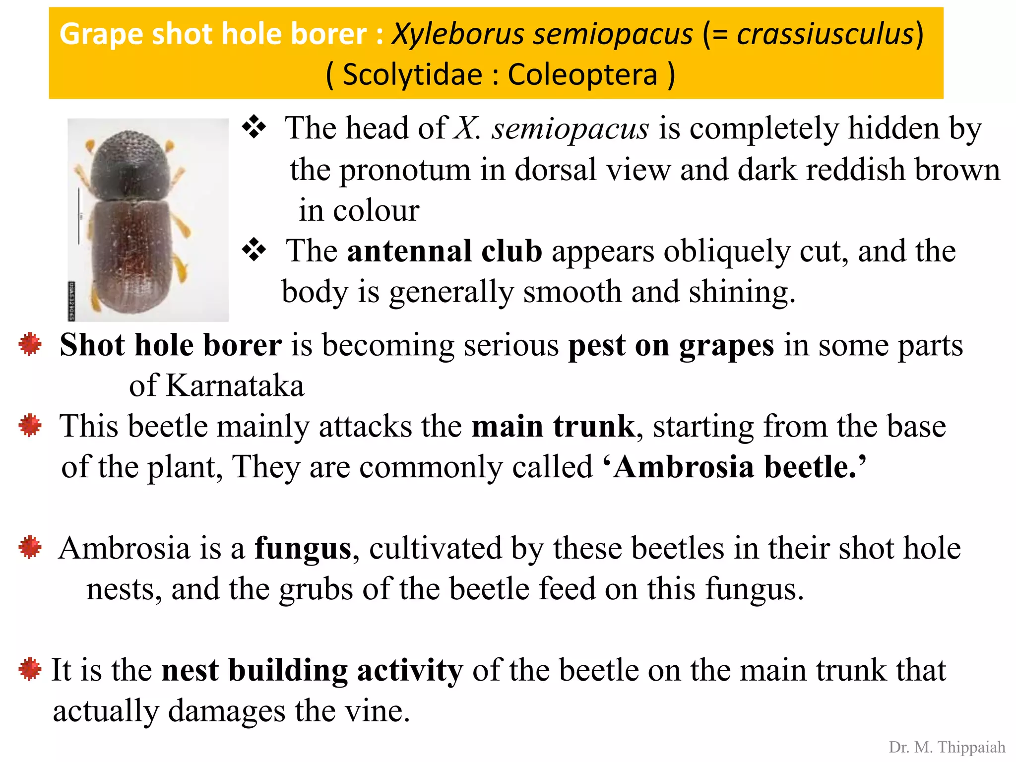 Insect pests of grapes | PDF
