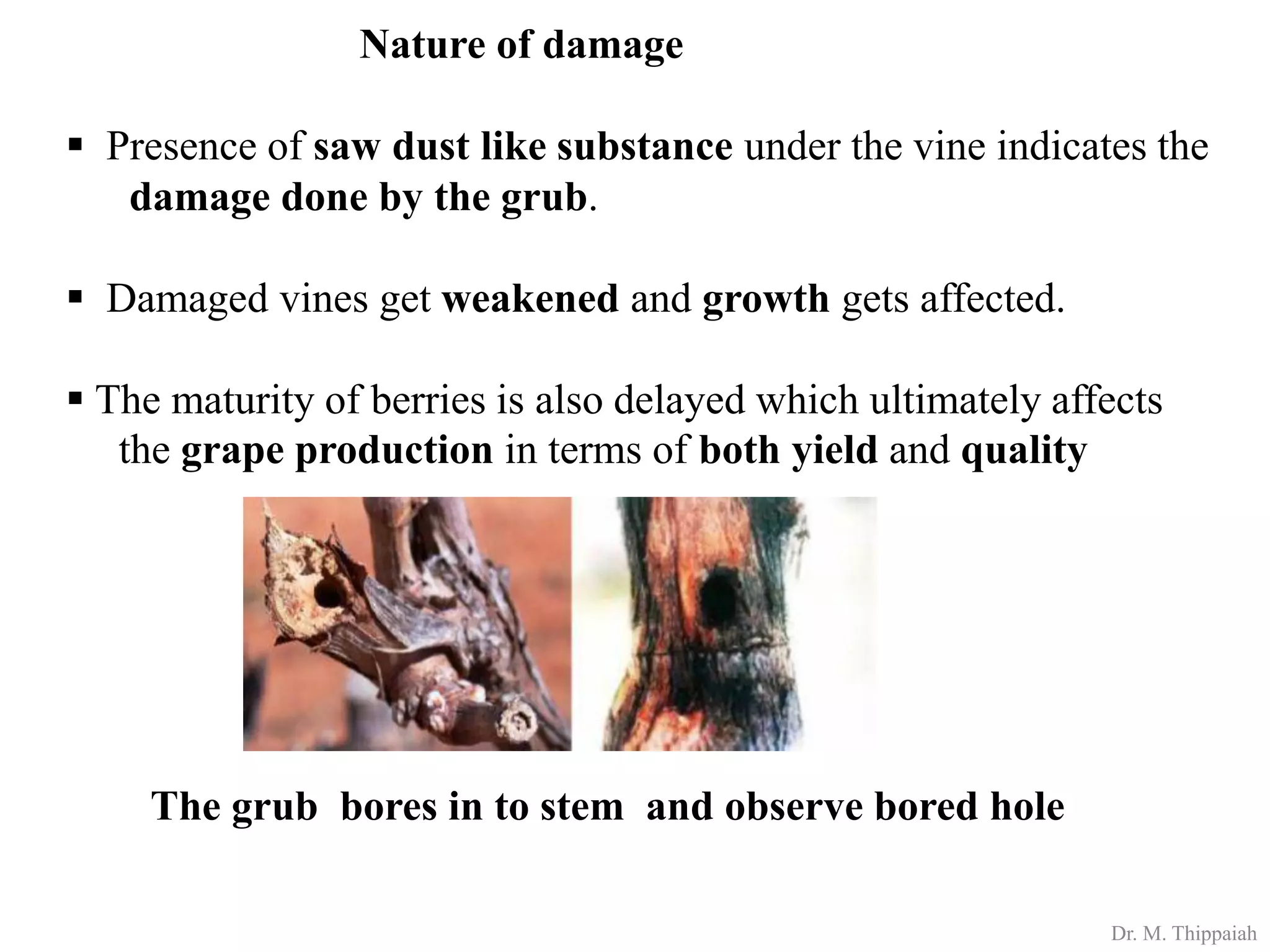 Insect pests of grapes | PDF