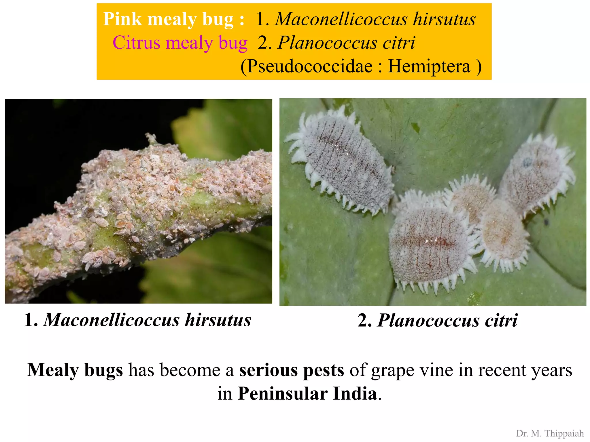 Insect pests of grapes | PDF
