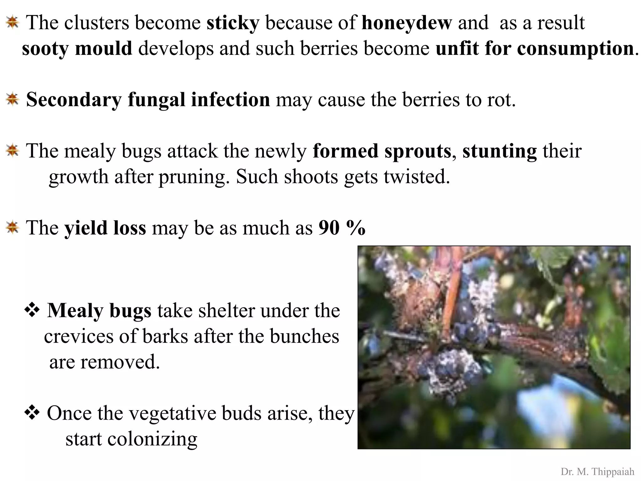 Insect pests of grapes | PDF