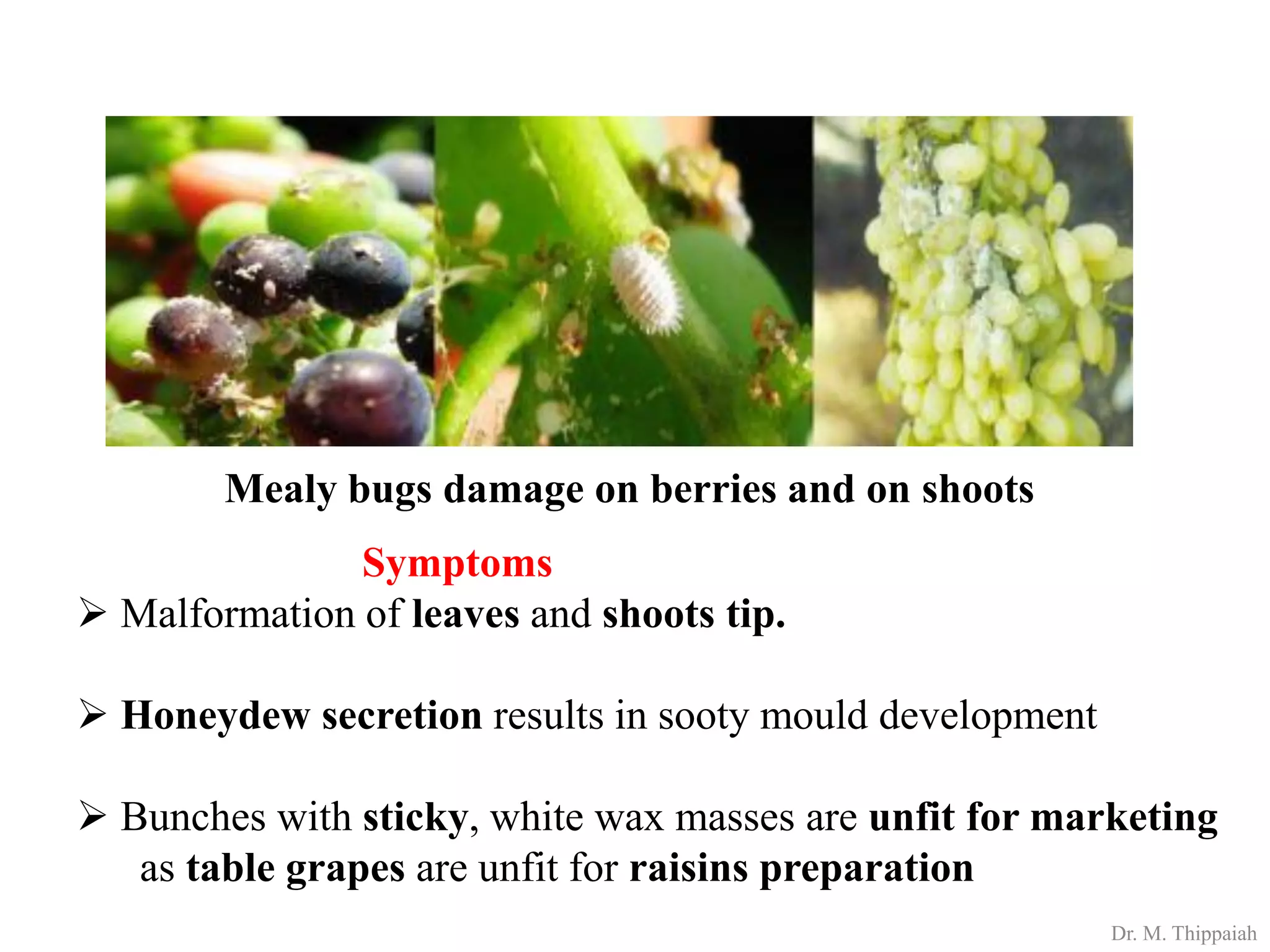 Insect pests of grapes | PDF