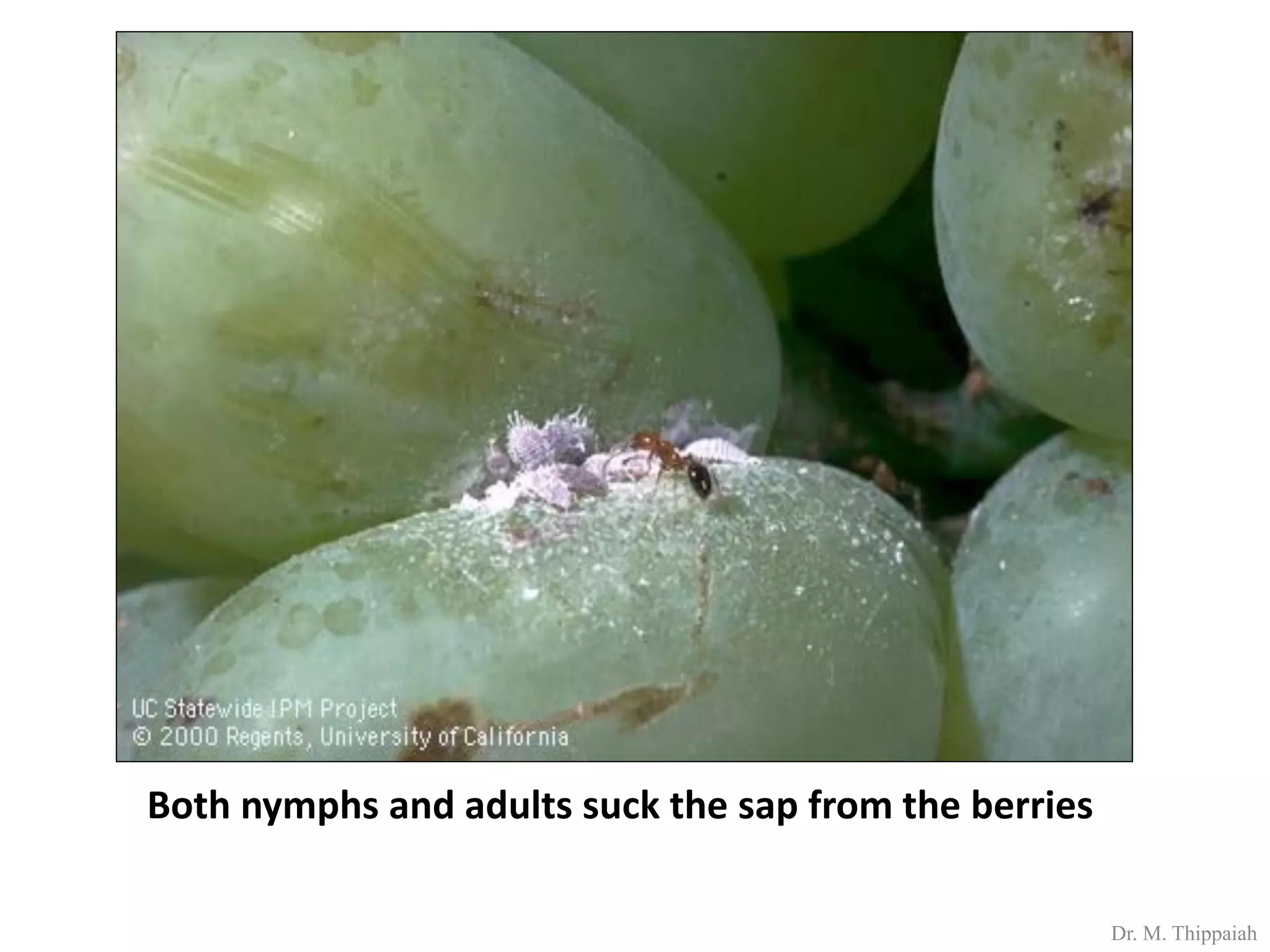 Insect pests of grapes | PDF