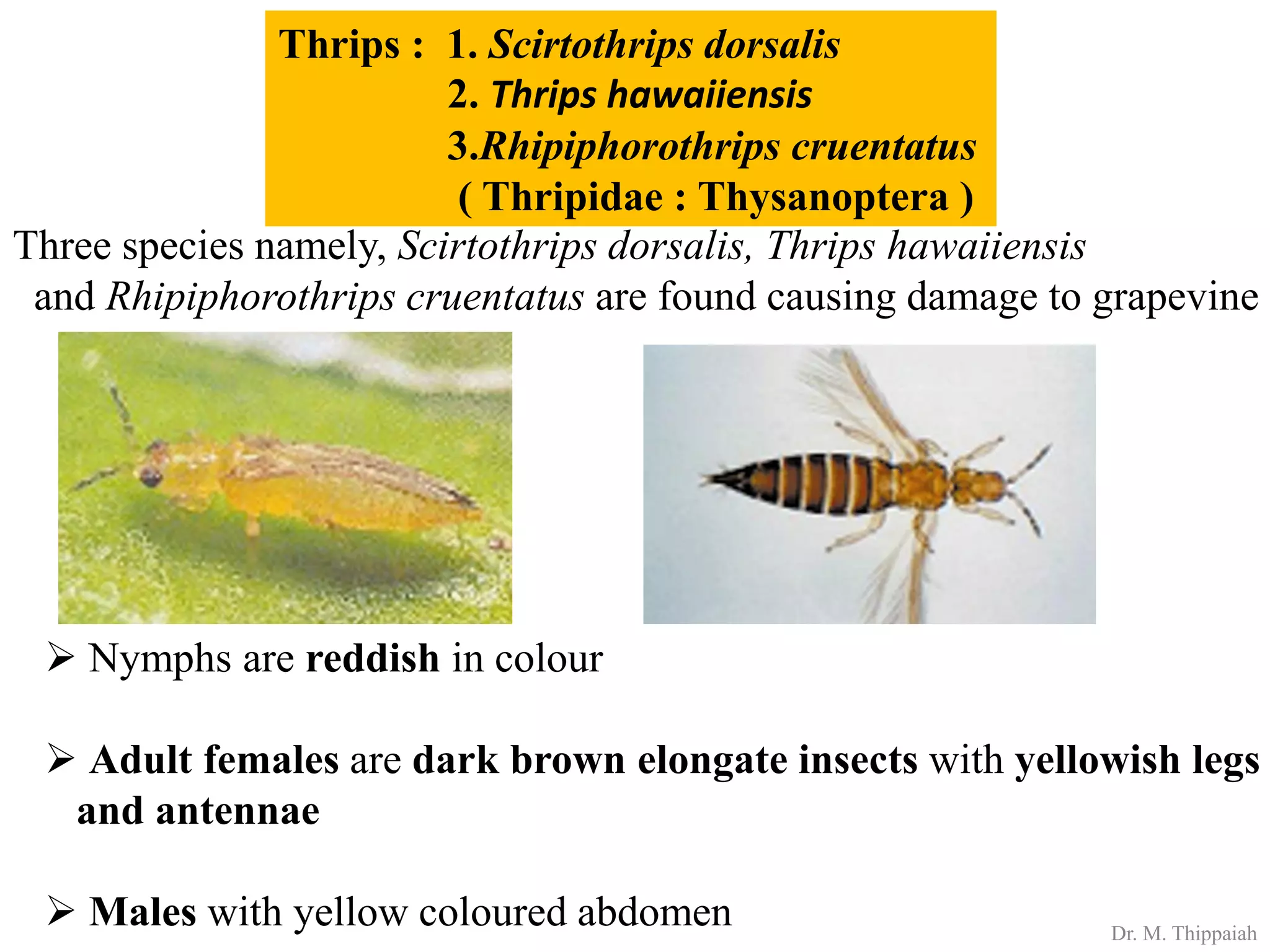 Insect pests of grapes | PDF